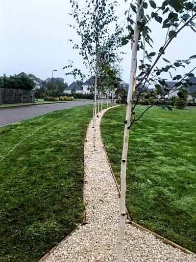 Silver birch trees planted in white limestone gravel - Almond Landscapes